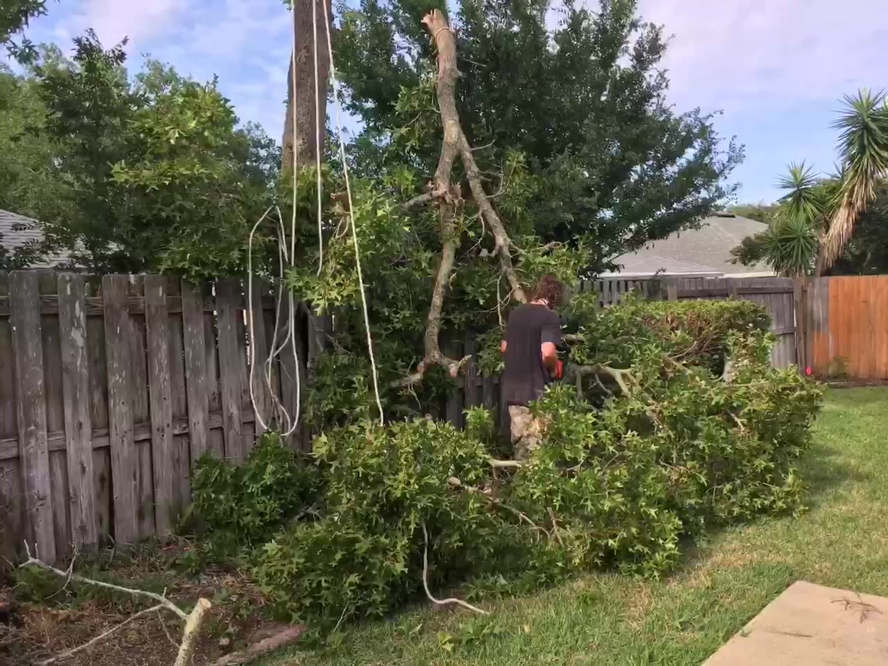 Blasian Babies DaDa Has His Tree Guy Remove An Overhanging Branch ...