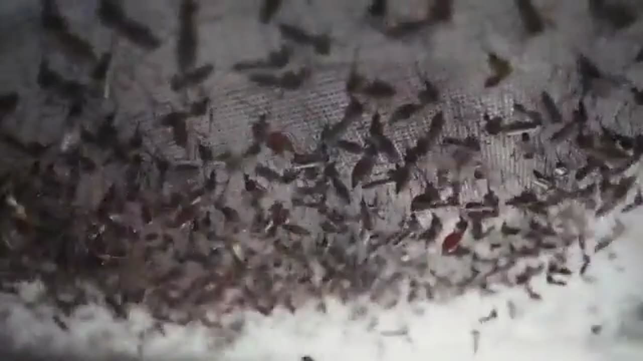 BILL GATES - This is Bill’s mosquito factory in Colombia. It’s the ...