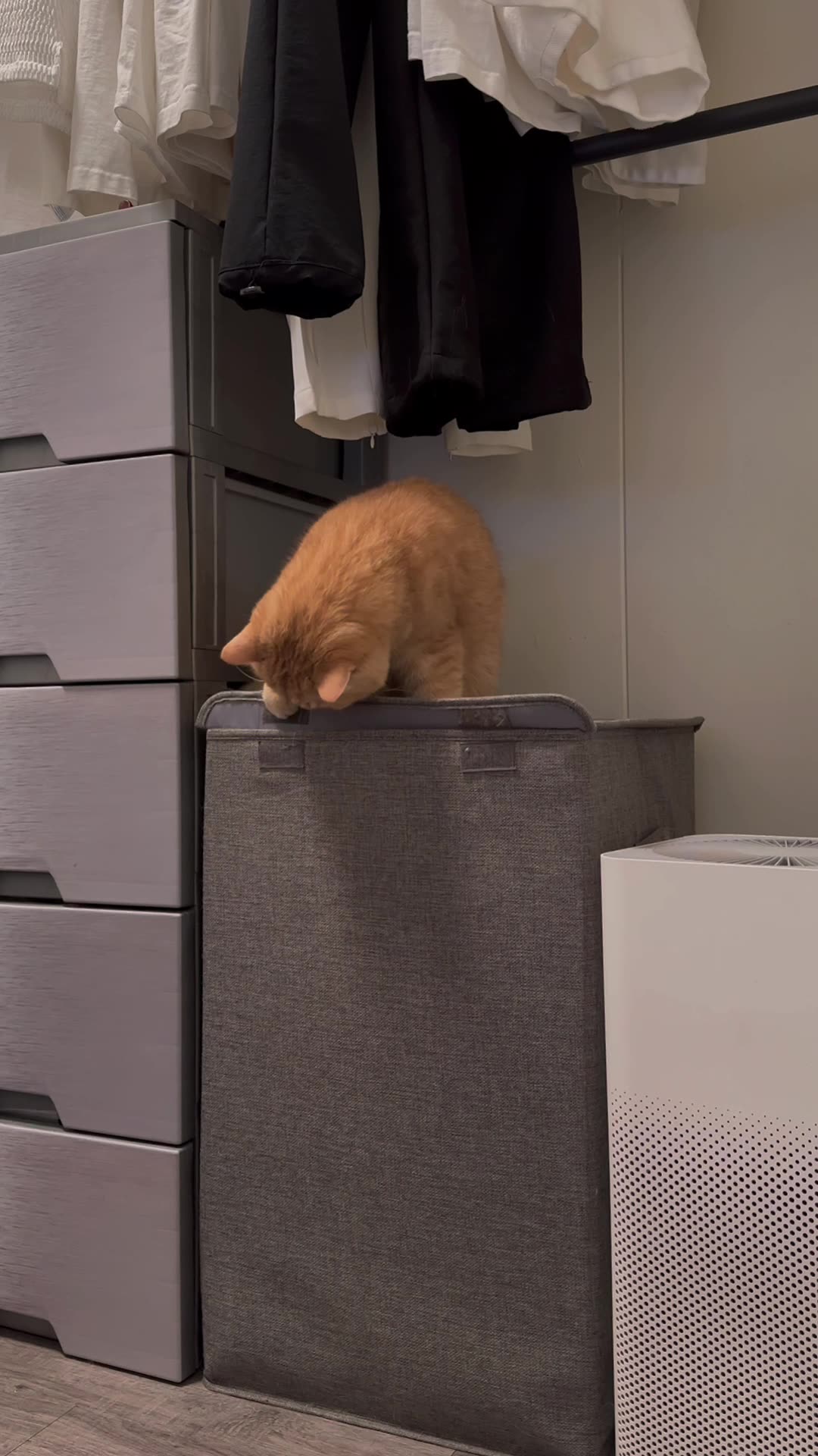 This Cat's Curiosity Is It's Downfall