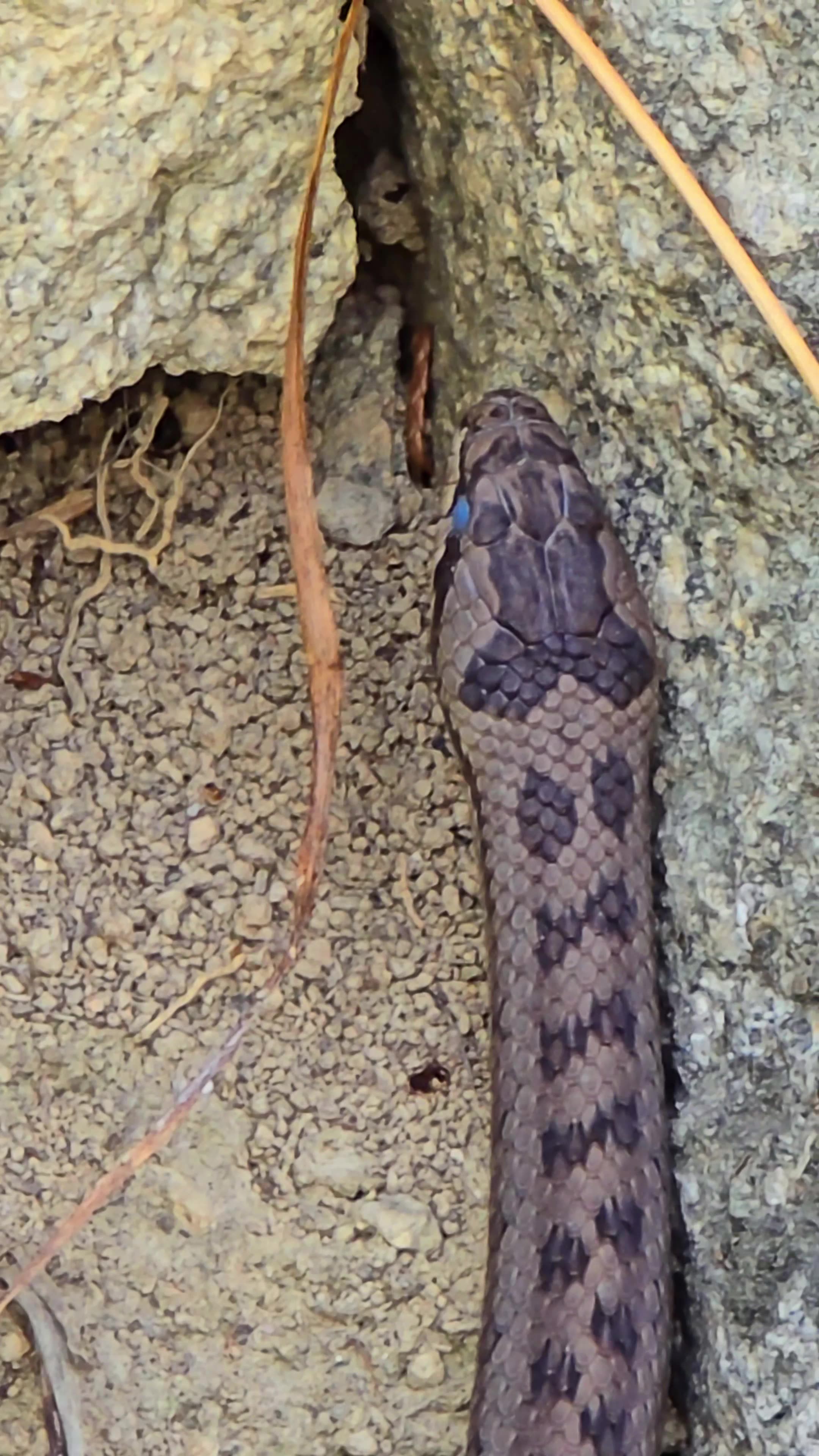 Snake on stone wall / beautiful reptile in nature #snake #reptiles