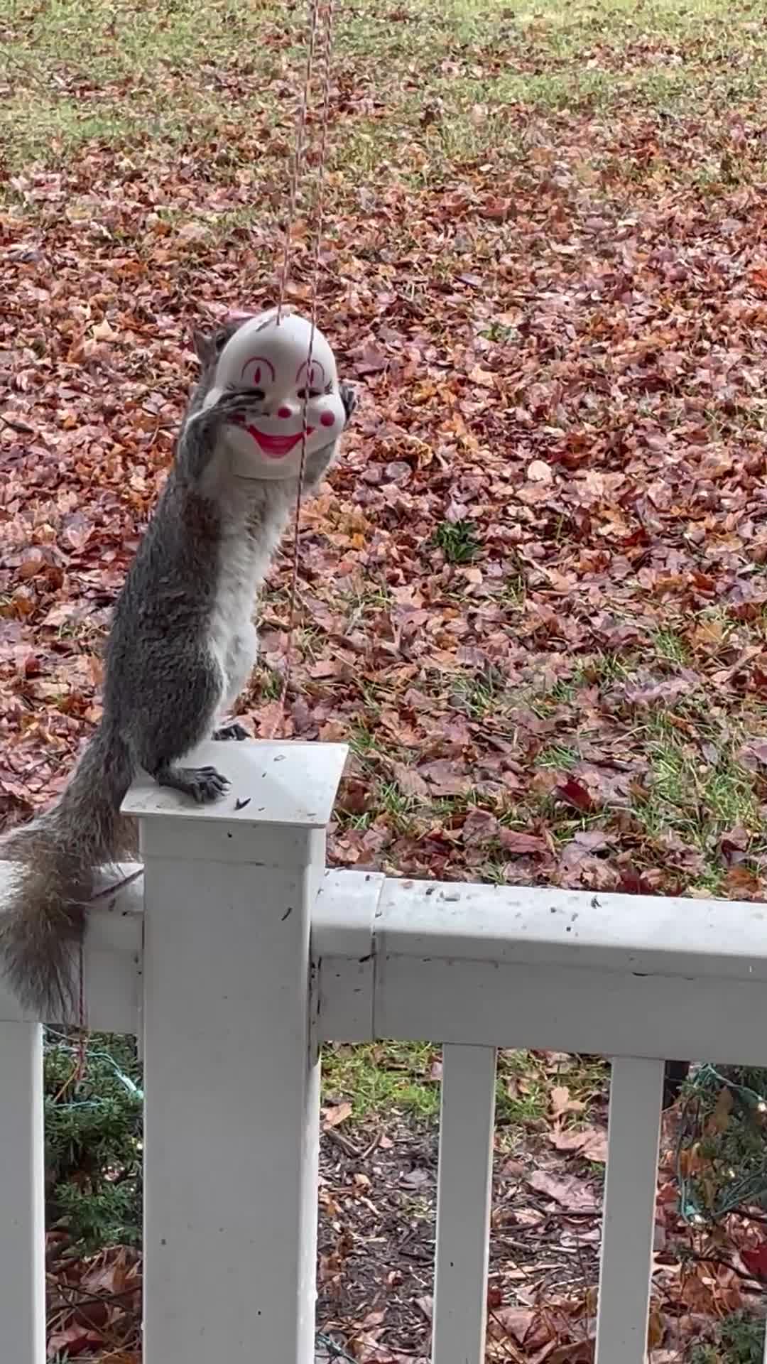 Squirrel Wears a Clown Mask