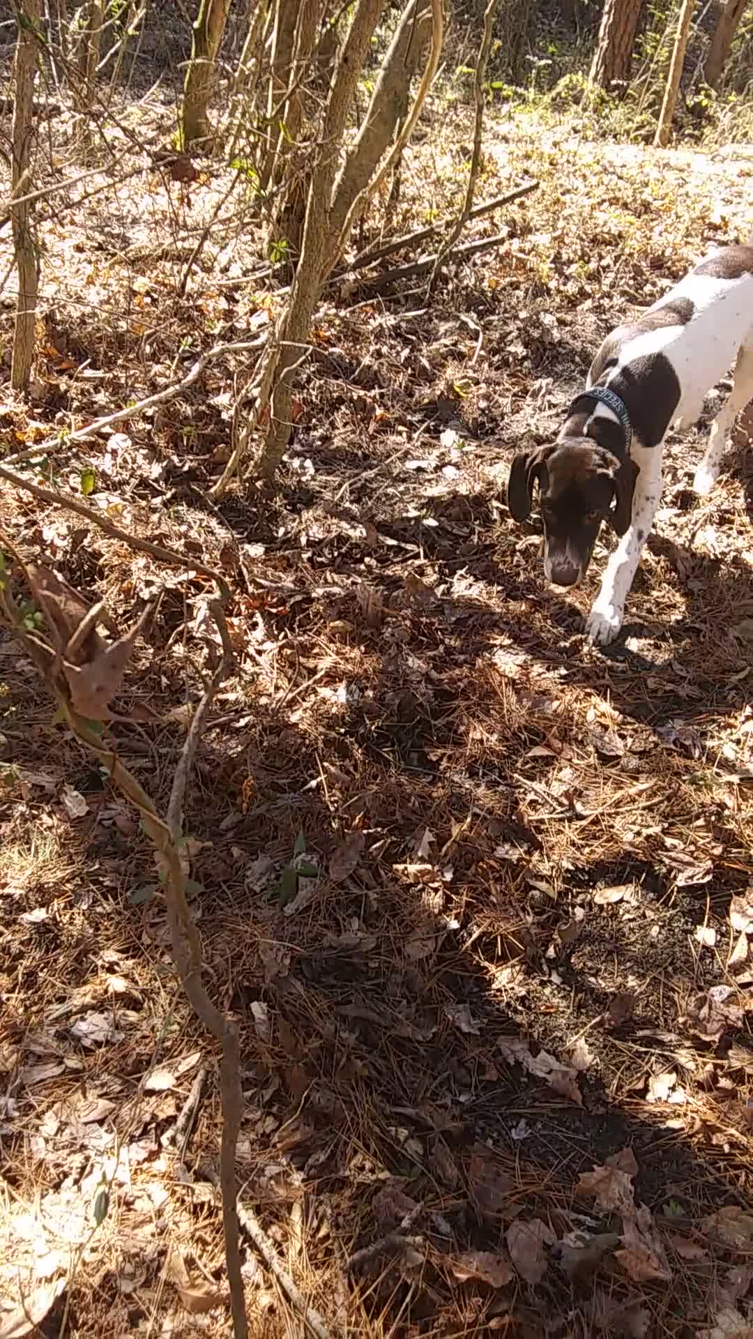 5 Month old Male GSP