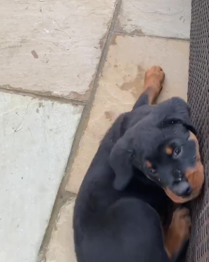 My Rottweiler Puppy needs a bit more practice 😂