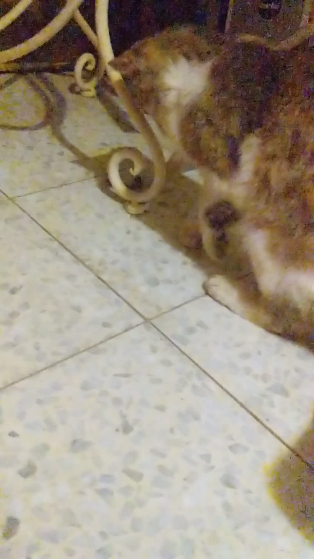 Cat fighting off a venomous centipede