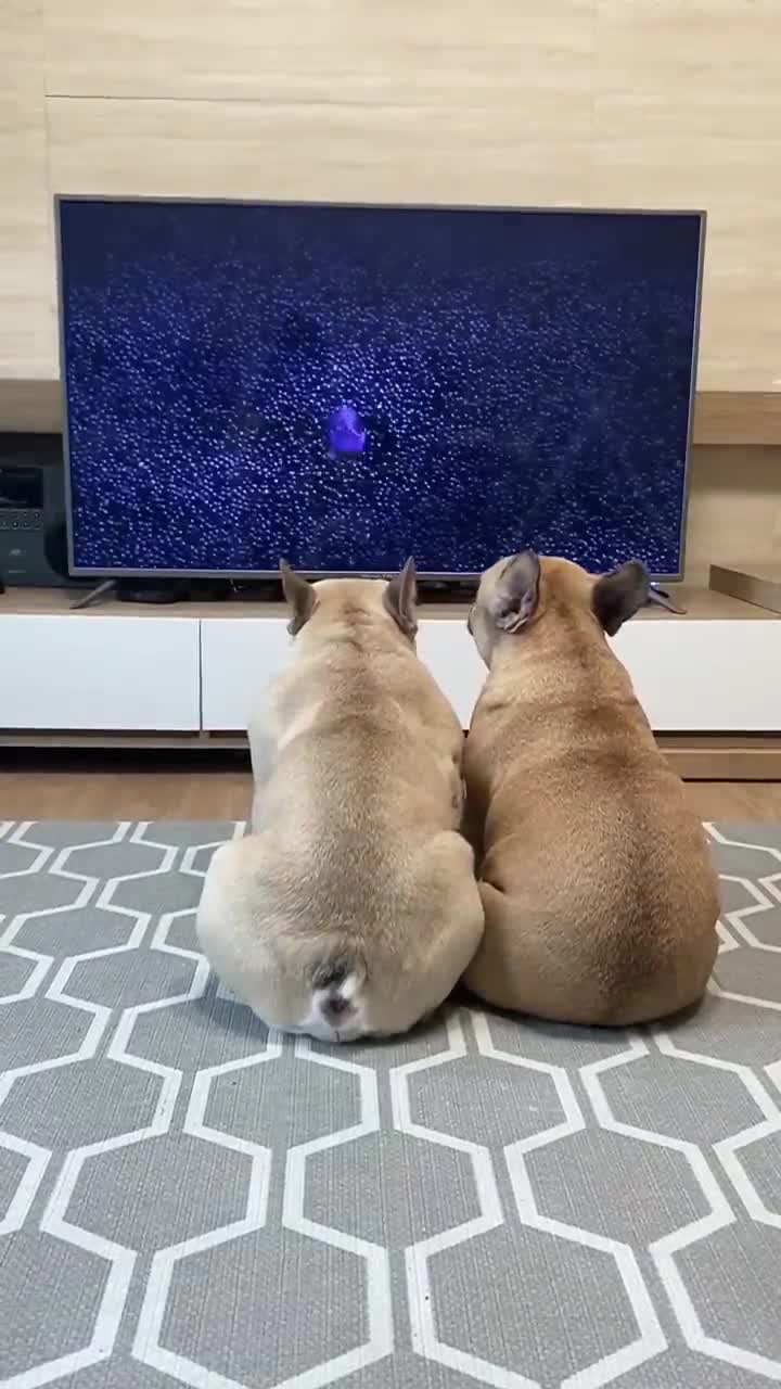 French Bulldogs watching TV movie Disney's Inside Out