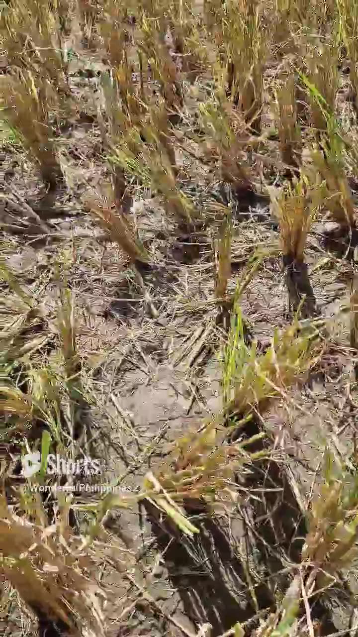 Snake encounter in the rice paddy. Maybe a Philippine Cobra.