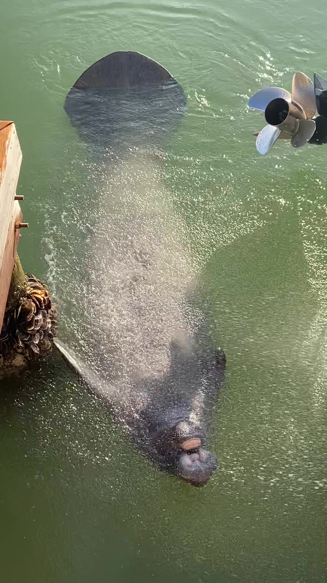 Manatee Swims Over to Enjoy Fresh Water Spray