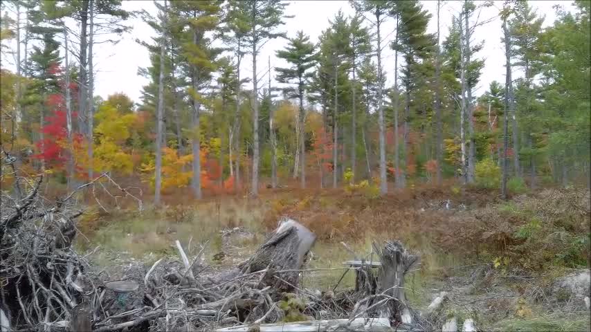 Yooper Fall Color Guide