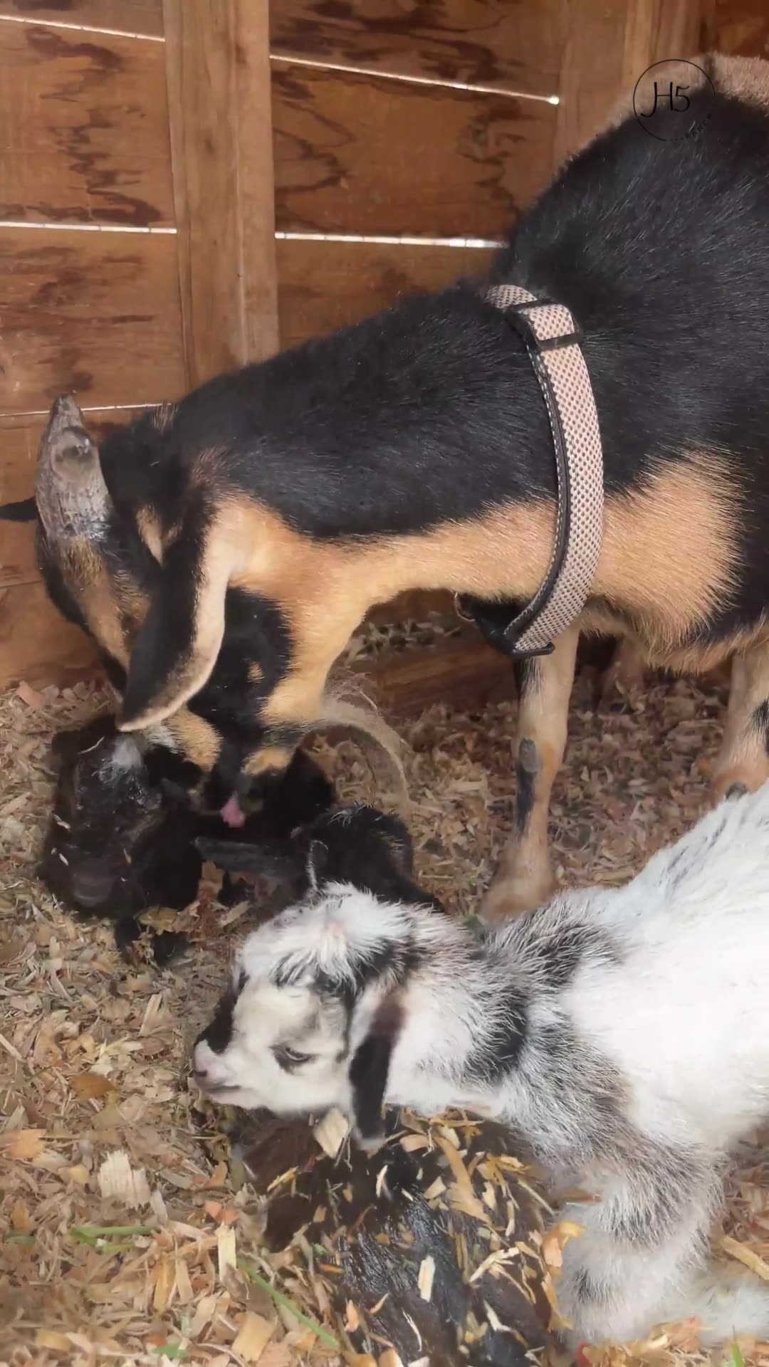 Welcome Baby Goats: Lily's Loving Licks and First Steps! 🐐🌟