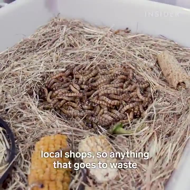 Insects The New Human Superfood [WEF - Eat The Bugs][WTF!!!]