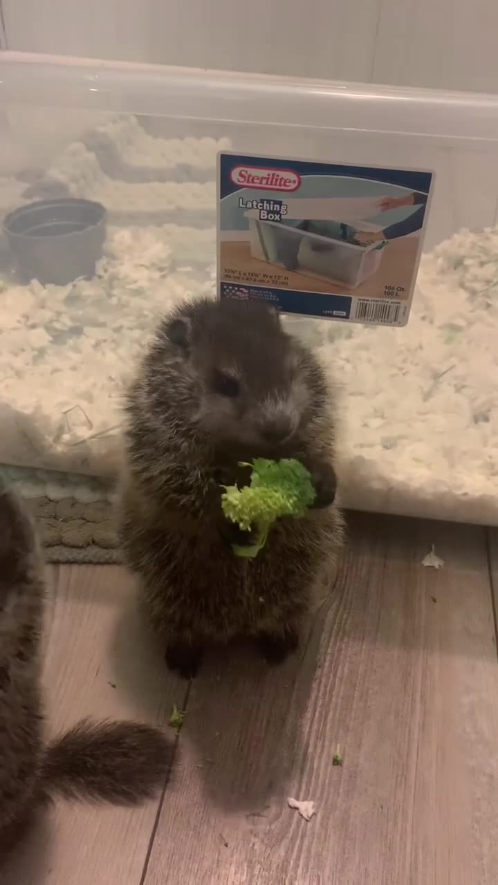 Broccoli tastes awesome 🤣🤣