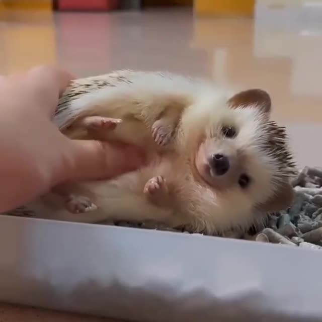 More tummy rubs please 🤣🤣🤣😍