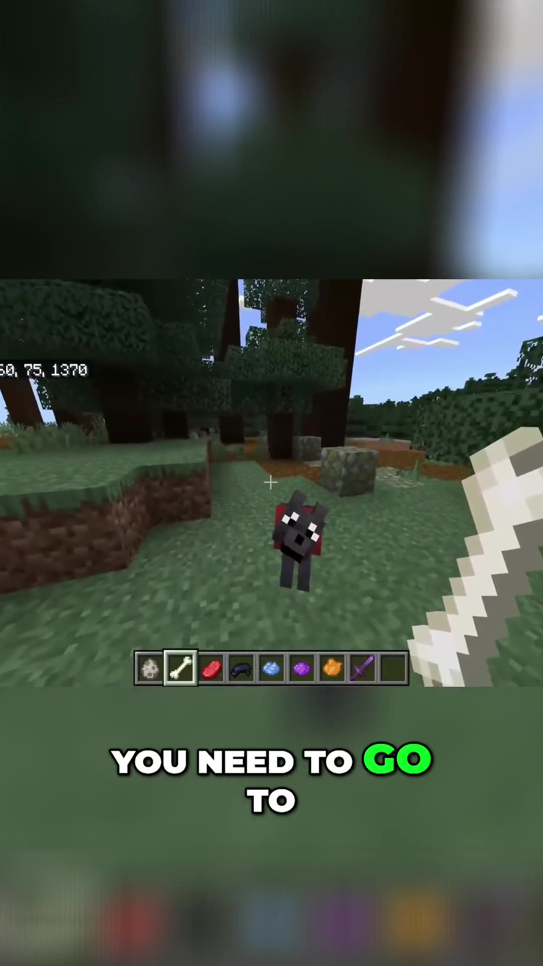 Unveiling the Elusive Black Wolf in its Natural Habitat