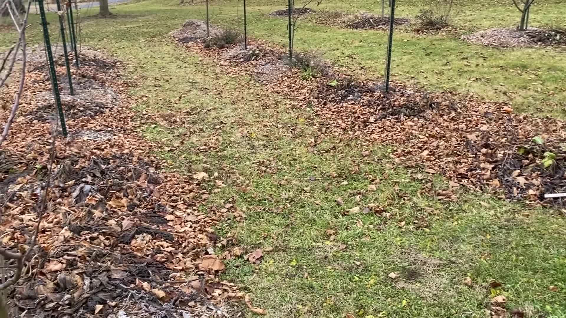 Easy Effective Tree guards