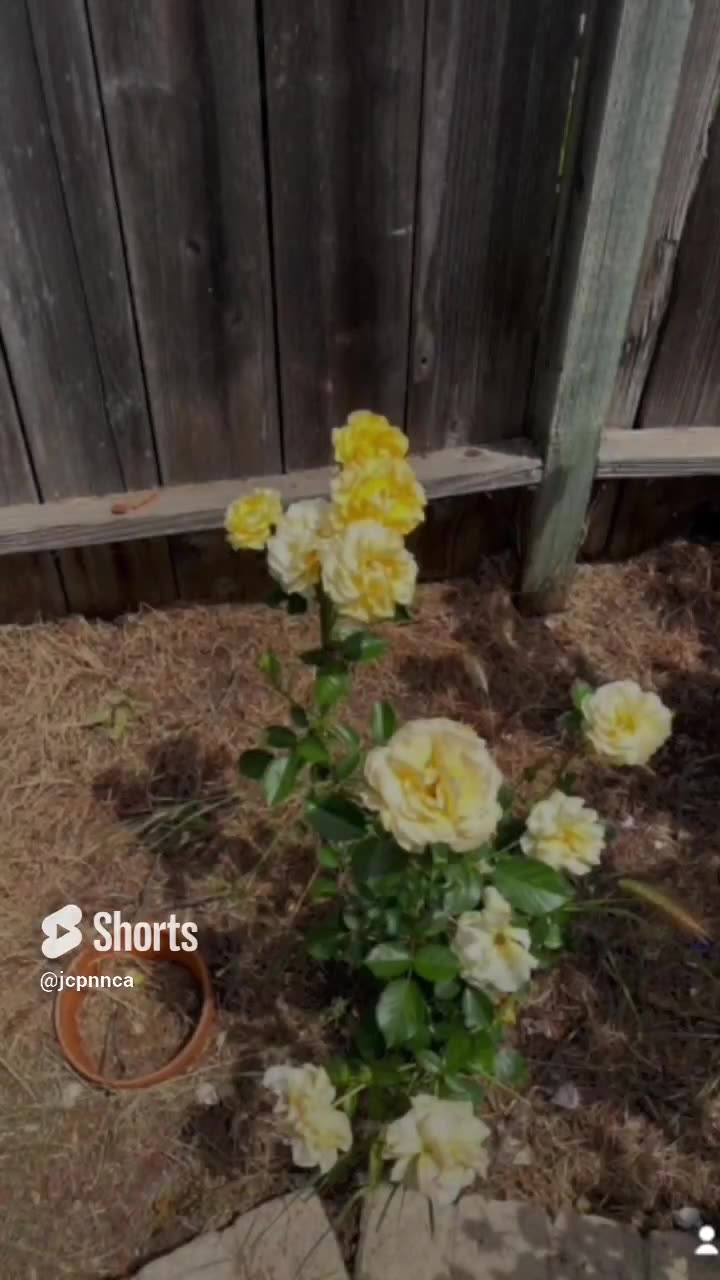 My beautiful rose garden!