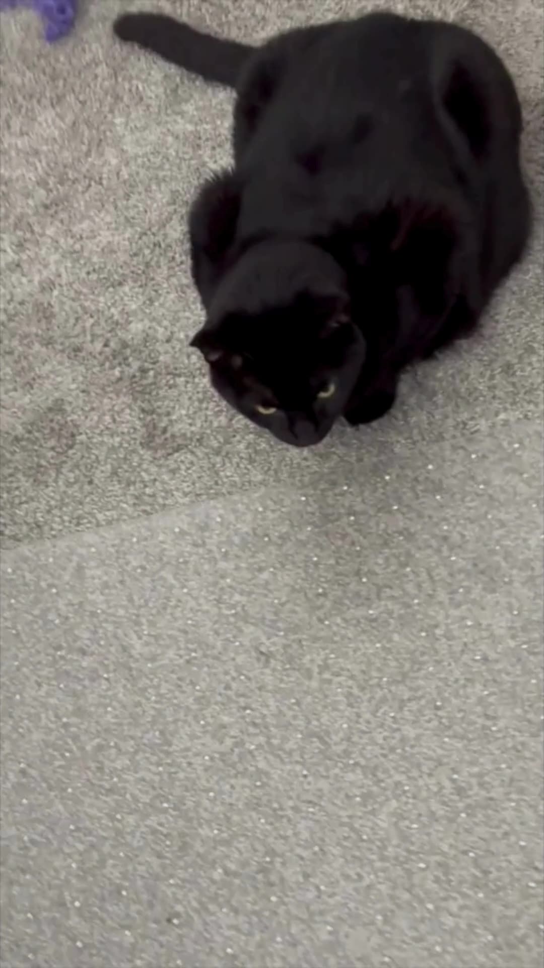 Adopting a Cat from a Shelter Vlog - Cute Precious Piper Guards the ...