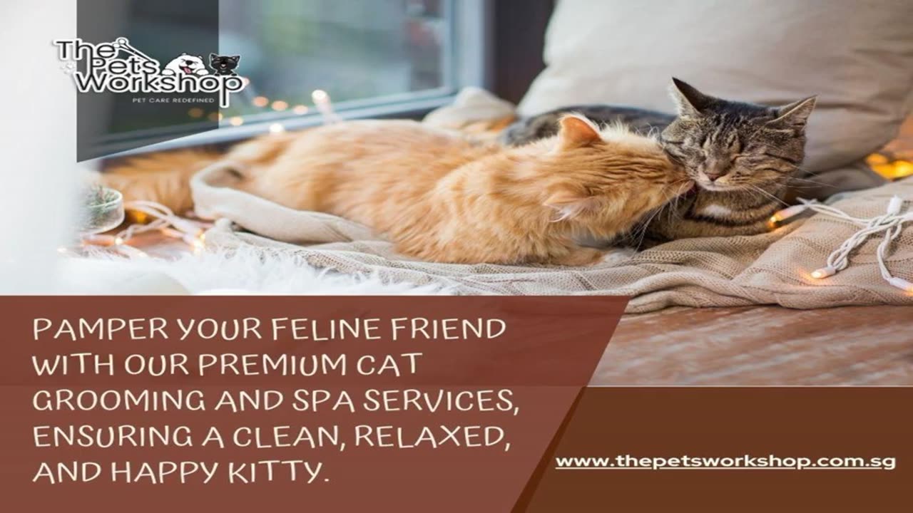 Cat Spa Singapore is an essential part of maintaining your feline’s ...