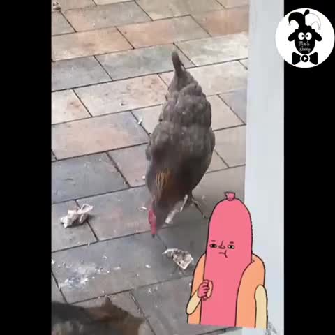 Chicken spreading chicken pucks