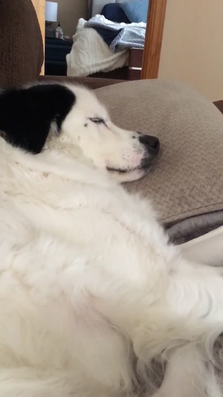 My Snoring Beast