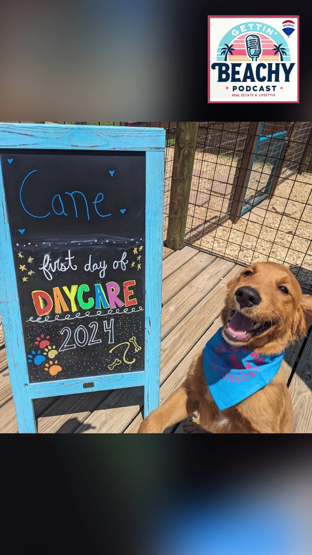 Unique Pet Services at Sea Paws in Gulf Shores: Group Play ...