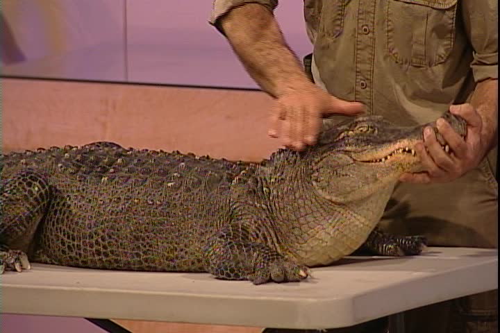 Creation Seminar Part 5, Dan Breeding: God's Creatures