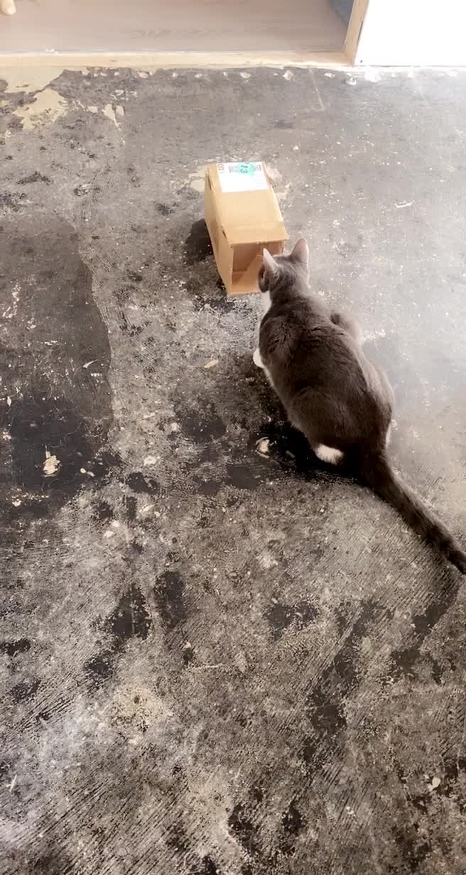 Scheming Kitty Gets Its Comeuppance