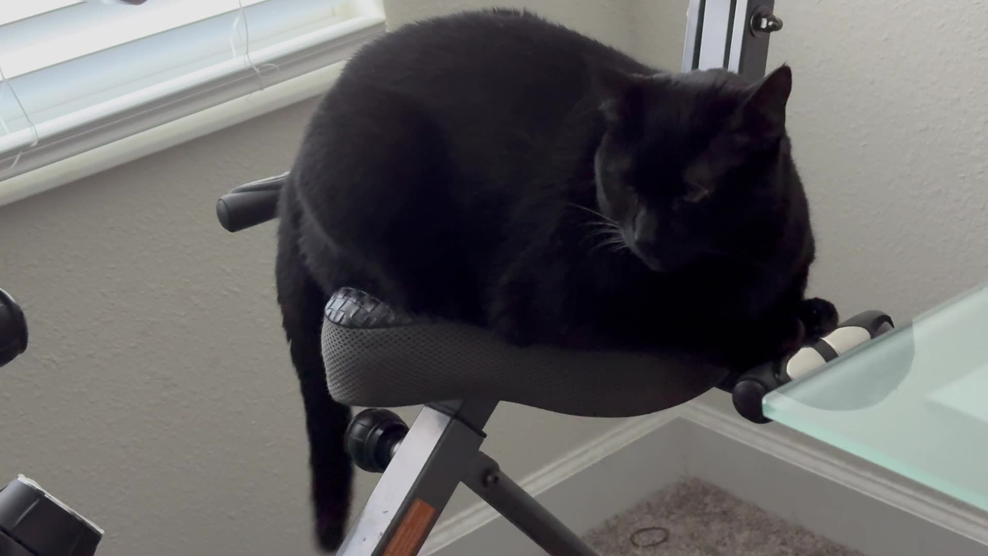Adopting a Cat from a Shelter Vlog - Cute Precious Piper Keeps Her Tail ...