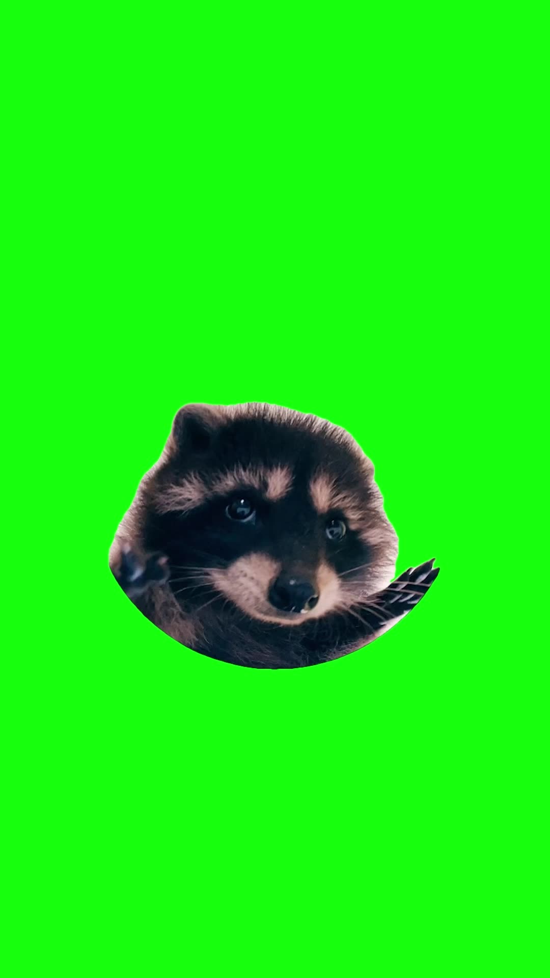Pedro Raccoon | Green Screen