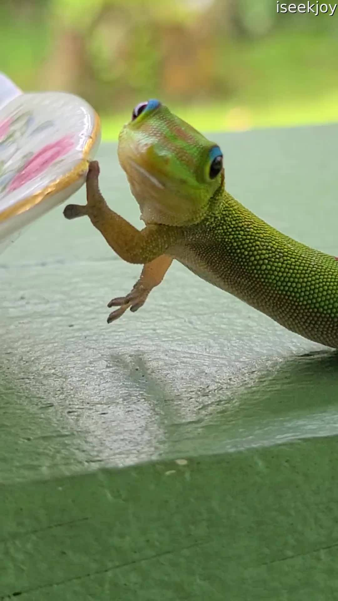 Making Pals with a Porch Gecko