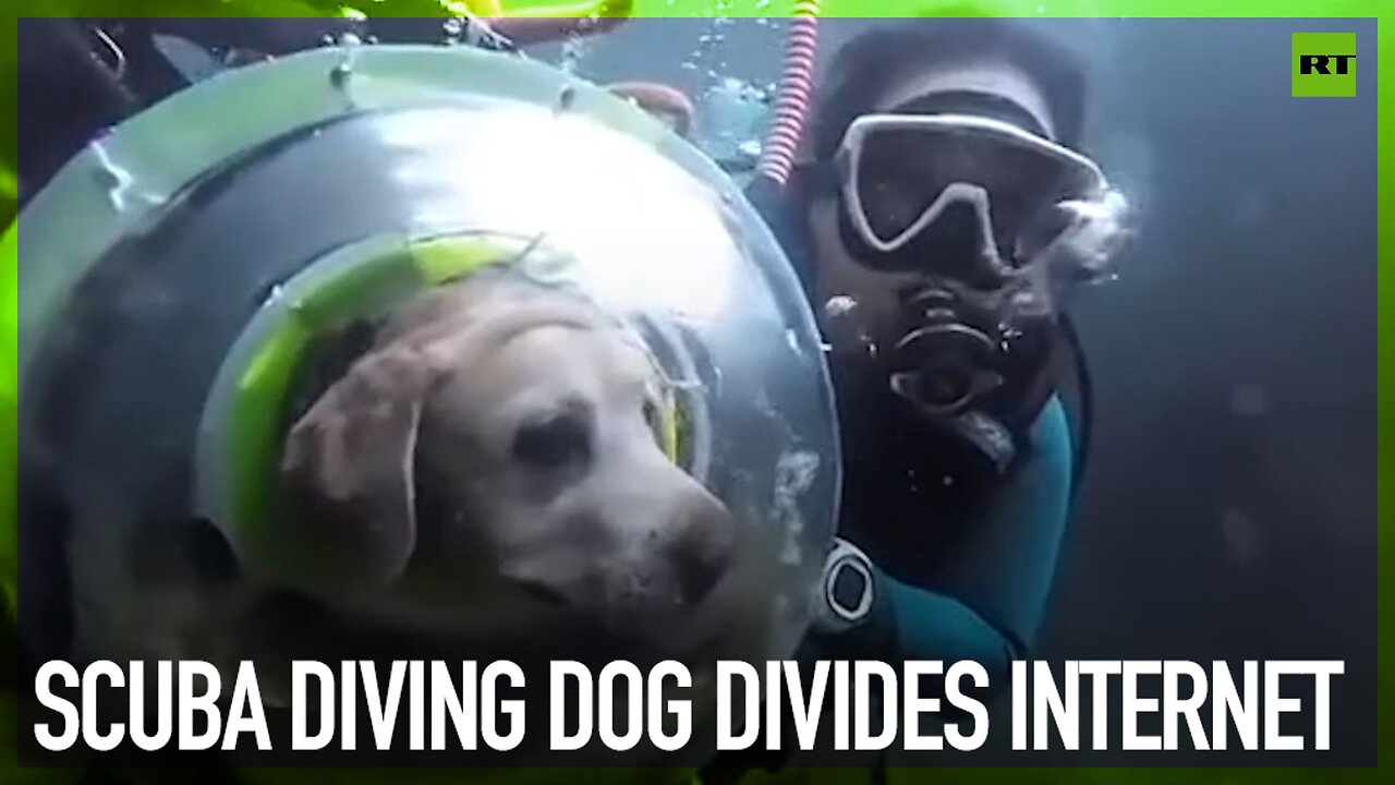 Scuba diving dog divides internet