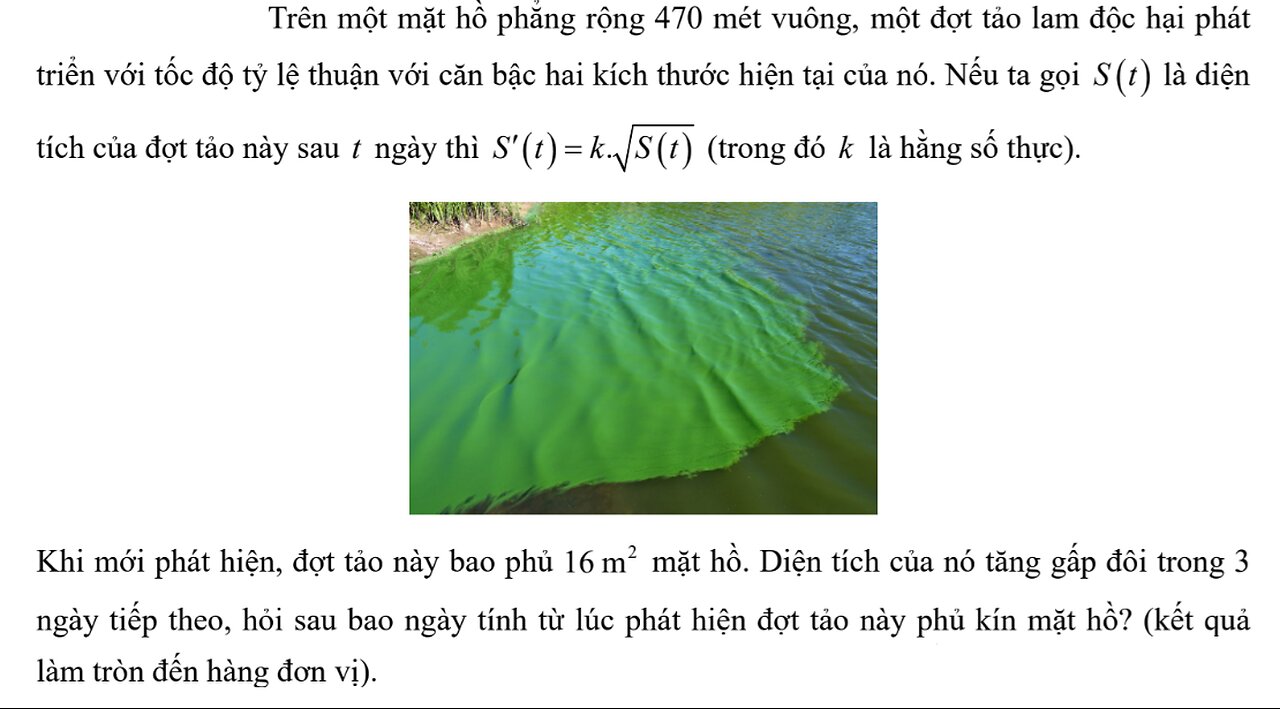 Trên một mặt hồ phẳng rộng 470 mét vuông, một đợt tảo lam độc hại ...