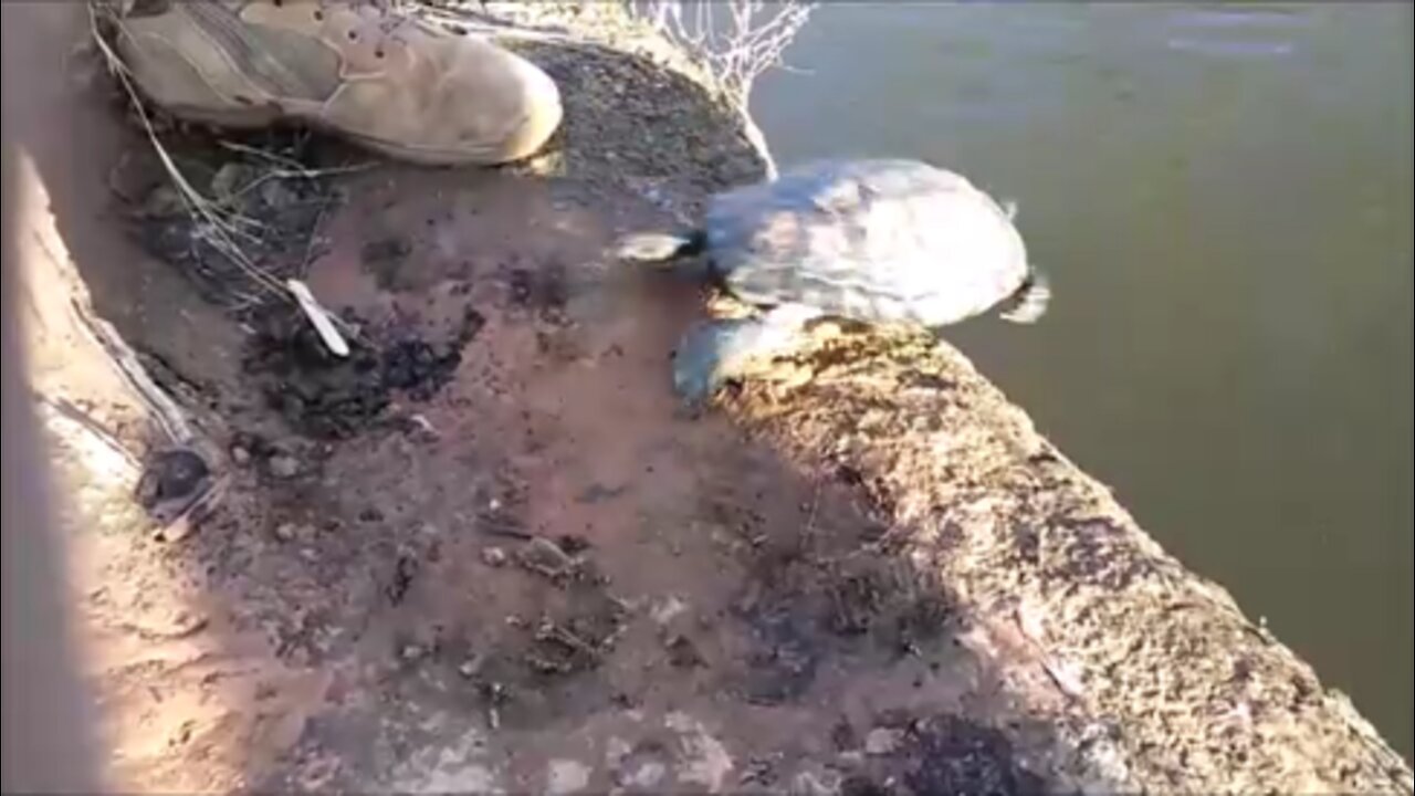 🐢 𝕋𝕦𝕣𝕥𝕝𝕖 𝕎𝕙𝕠 𝕊𝕦𝕗𝕗𝕖𝕣𝕖𝕕 𝔹𝕣𝕠𝕜𝕖𝕟 𝕊𝕙𝕖𝕝𝕝 𝔽𝕚𝕟𝕒𝕝𝕝𝕪 ℝ𝕖𝕝𝕖𝕒𝕤𝕖𝕕!