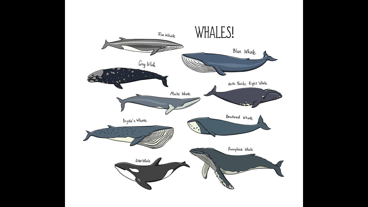 Slideshow show tribute to Whales 🐋